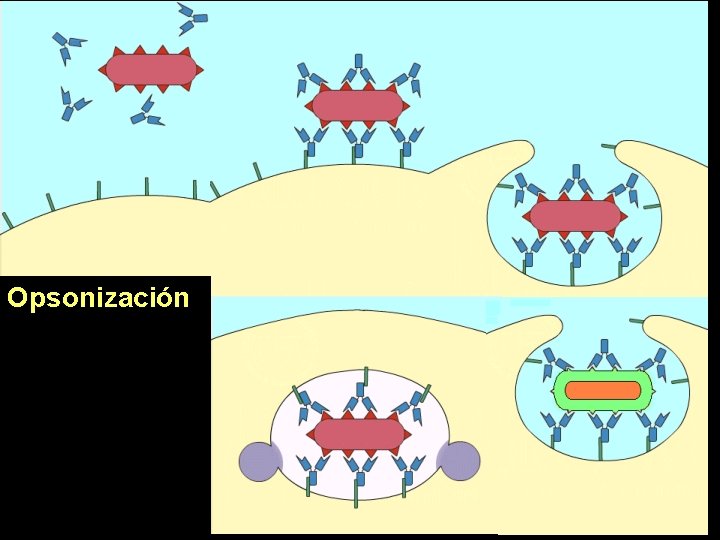 GENERALIDADES SOBRE INMUNIDAD NATURAL E INMUNIDAD ADAPTATIVA Barreras