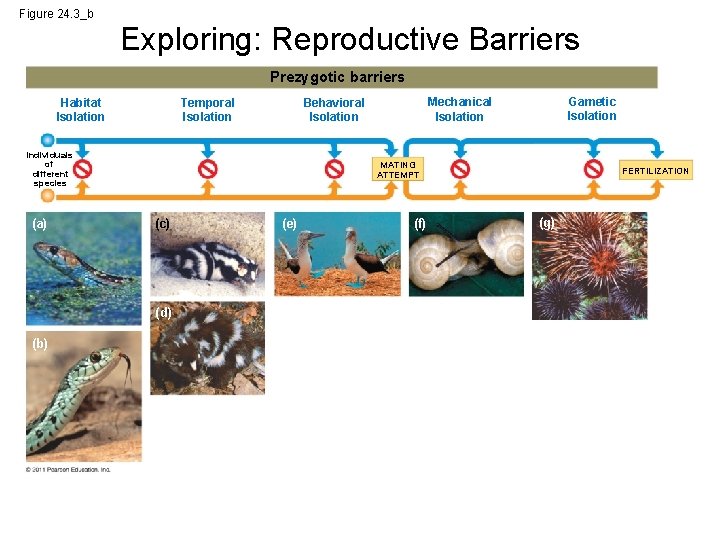 Concept 24 1 The biological species concept emphasizes
