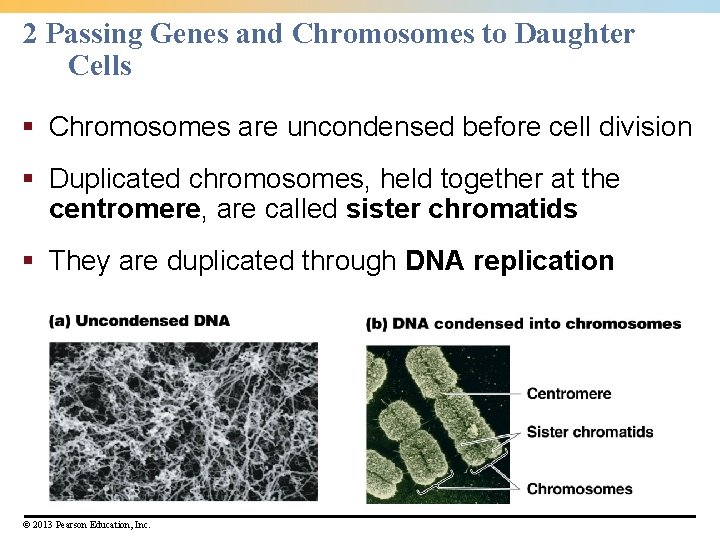 Chapter 4 Cancer DNA Synthesis Mitosis and Meiosis