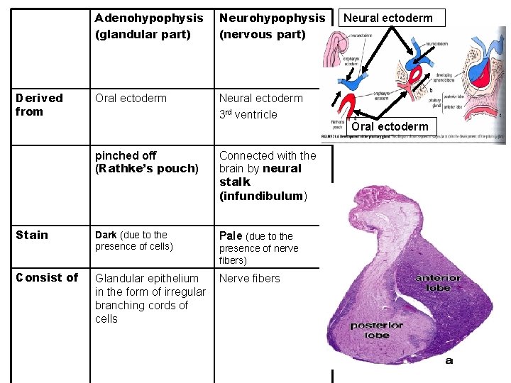 Glands Secrets its products directly in the blood