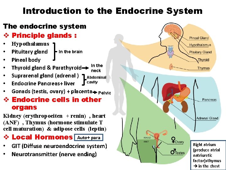 Glands Secrets its products directly in the blood