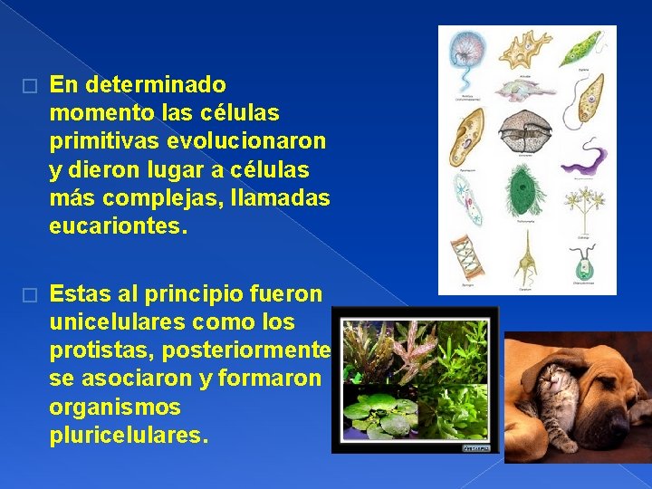 LA CLULA Anton Van Leeuwenhoek 1632 1723 observ