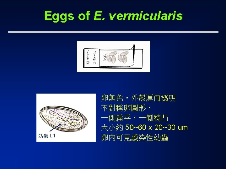 Enterobius vermicularis Also known as pinworm or threadworm