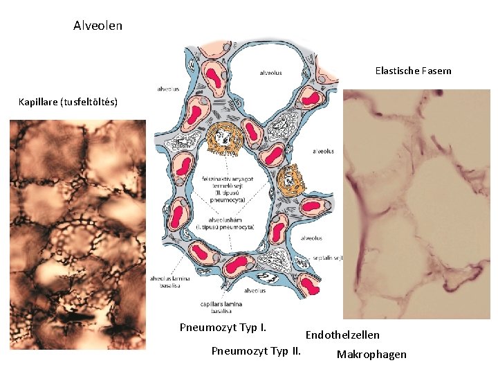 Histologie der Atemwege M Rthelyi Zellmembran Zytoplasma Zelle