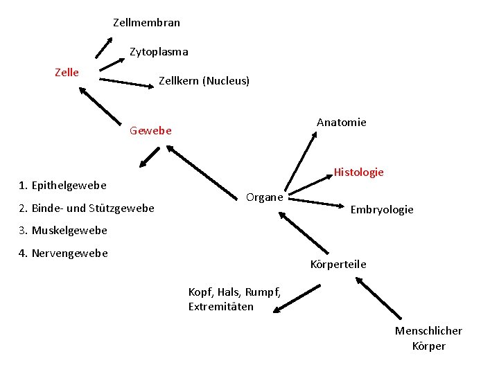 Histologie der Atemwege M Rthelyi Zellmembran Zytoplasma Zelle