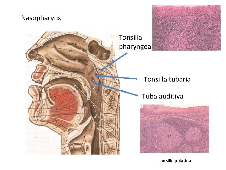 Histologie der Atemwege M Rthelyi Zellmembran Zytoplasma Zelle
