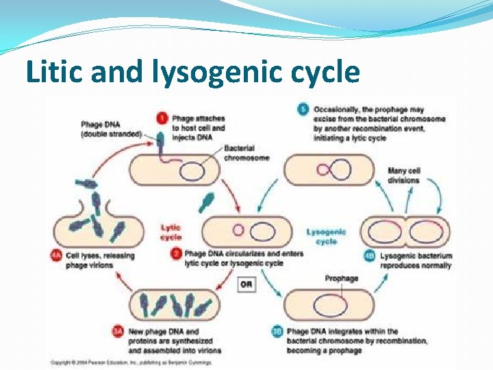 Microbiological Study Team 18 General Introduciton About Microrganisma