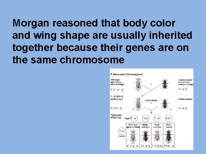 The Chromosomal Basis of Inheritance Thomas Hunt Morgan