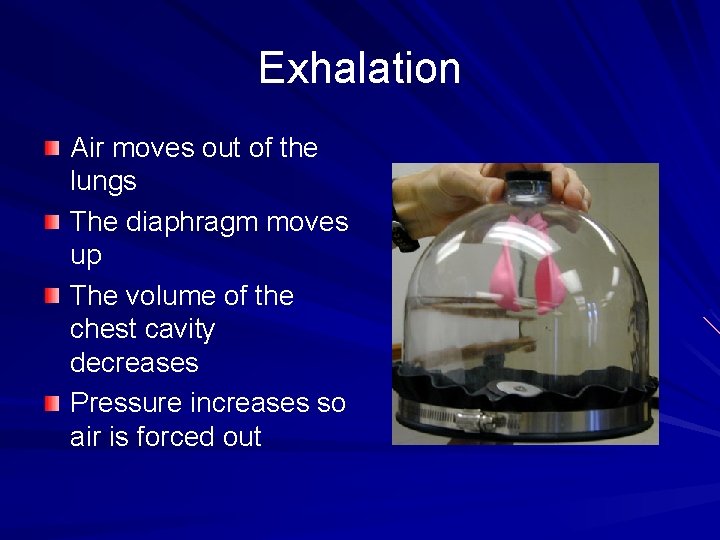 THE RESPIRATORY SYSTEM Respiratory System Transports gases between