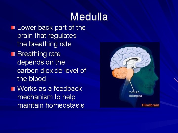 THE RESPIRATORY SYSTEM Respiratory System Transports gases between