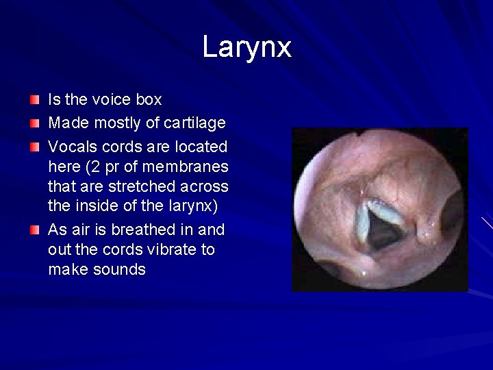 THE RESPIRATORY SYSTEM Respiratory System Transports gases between