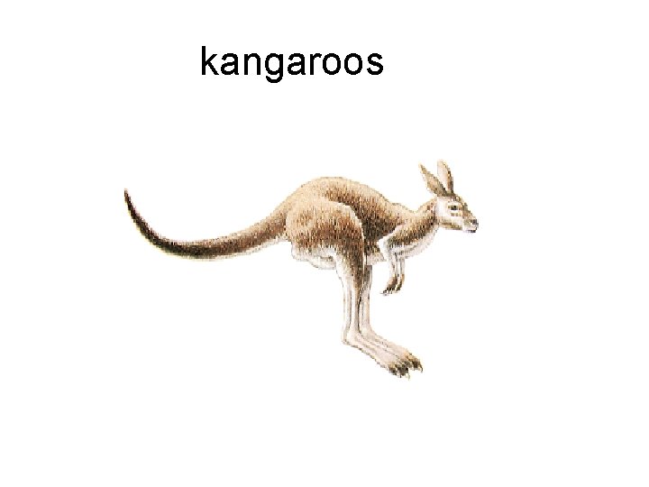 Australia How and when did Australia begin Stuart