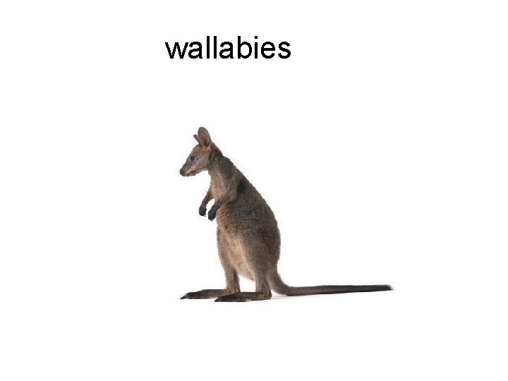 Australia How and when did Australia begin Stuart