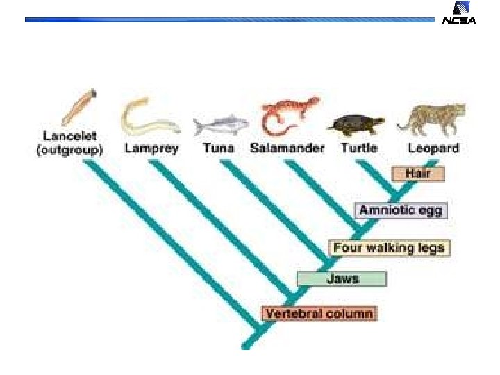 Reading Cladograms Reading a cladogram A quick review