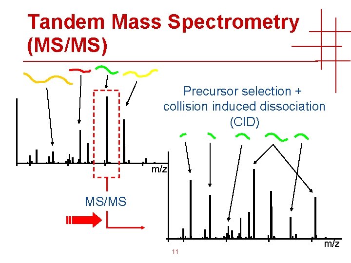 Improving the Reliability of Peptide Identification by Tandem