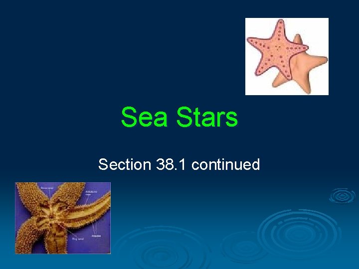 Echinoderms Section 38 1 Echinoderms Examples sea stars
