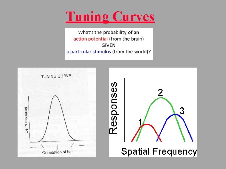 Some Background on Visual Neuroscience Why do things