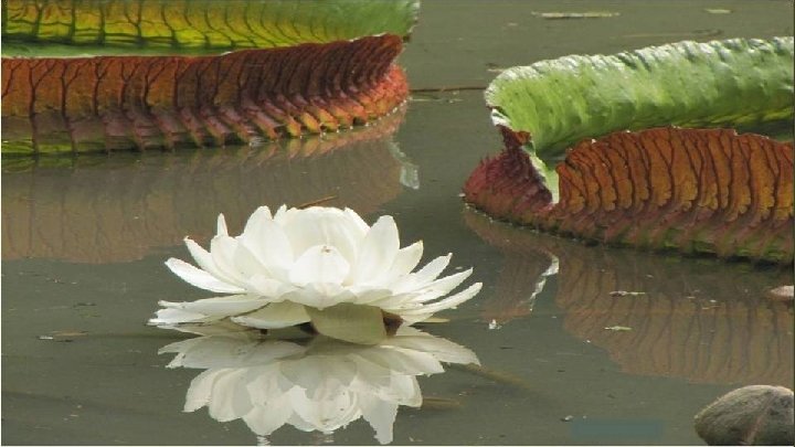 Victoria regia La Victoria regia tambin llamada Victoria