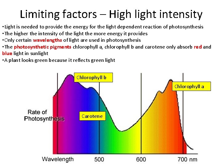 Todays Session Final Lesson on photosynthesis Looking at