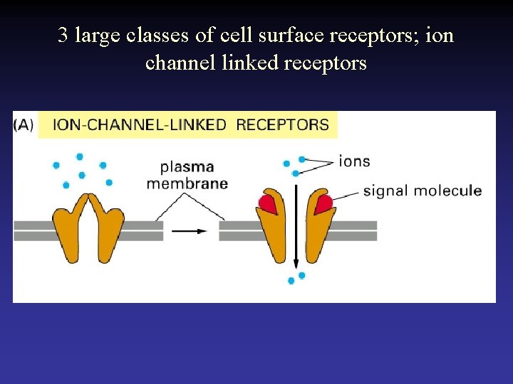 Cell Communication II Chapter 15 An animal cell
