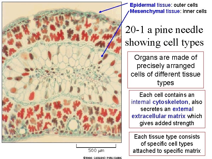 BIOL 2020 Chapter 20 Cellular Communities Tissues Stem