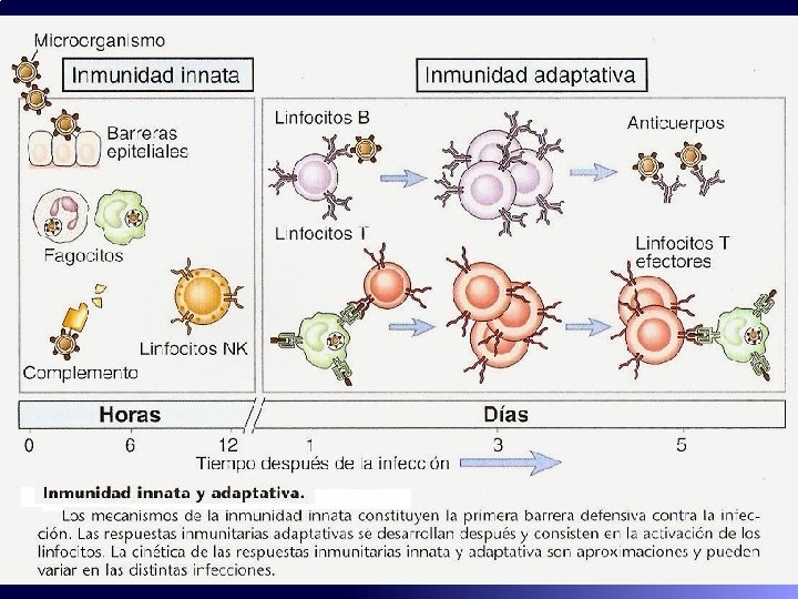 SABES QUE ES INMUNOLOGIA SABES QUE ES INMUNIDAD