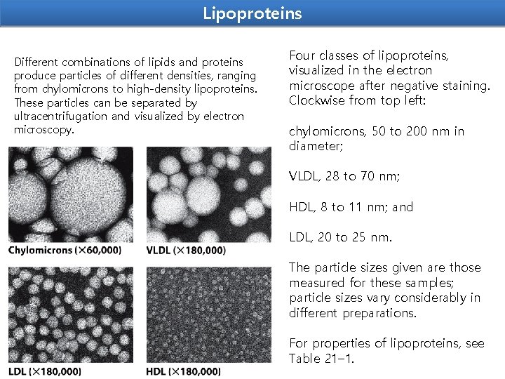 Lipoproteins Md Abdur Rakib Ph D Associate Professor