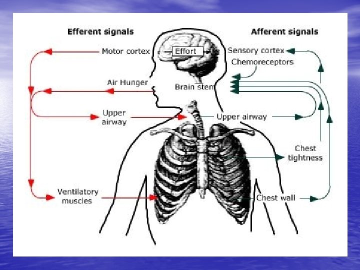 Signs of Inadequate Breathing Slower than 12 breathsmin