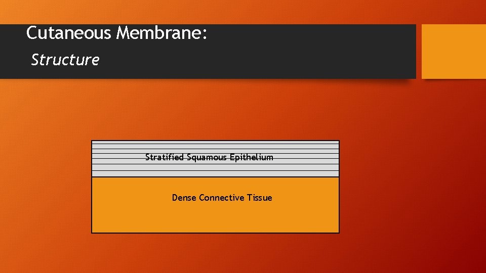 Integumentary System integumentare Integgoomentairy Part 1 Membranes ...