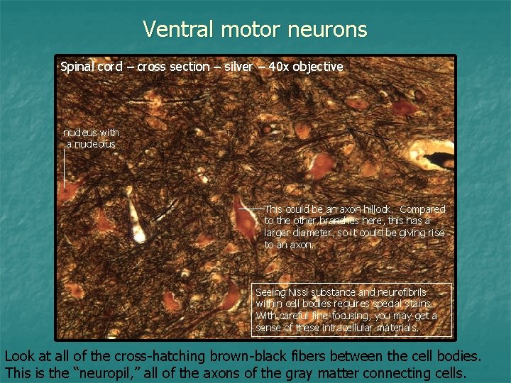 HISTOLOGY REVIEW Nervous Tissue Dr Tim Ballard Department