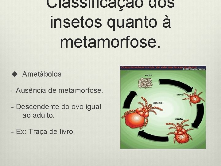 Biologia Animal Fisiologia Comparada Professora Ana Carolina Os