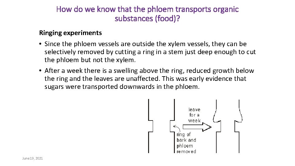 How do we know that the phloem transports