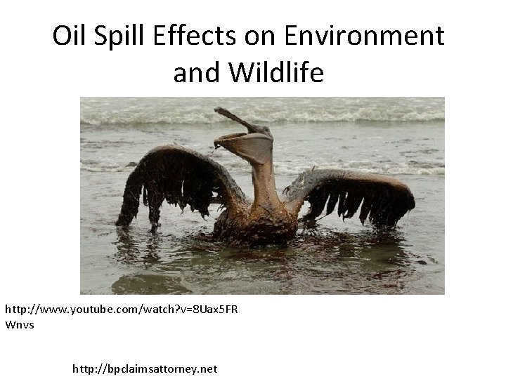 Oil Spill Effects on Environment and Wildlife http