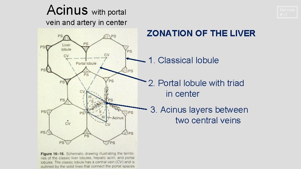 Medical School Histology Basics Liver gallbladder salivary glands