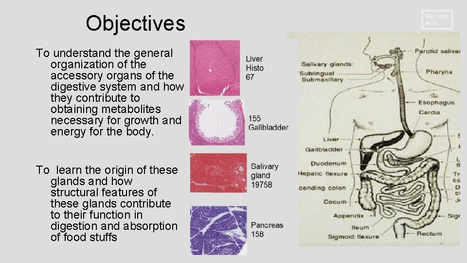 Medical School Histology Basics Liver gallbladder salivary glands