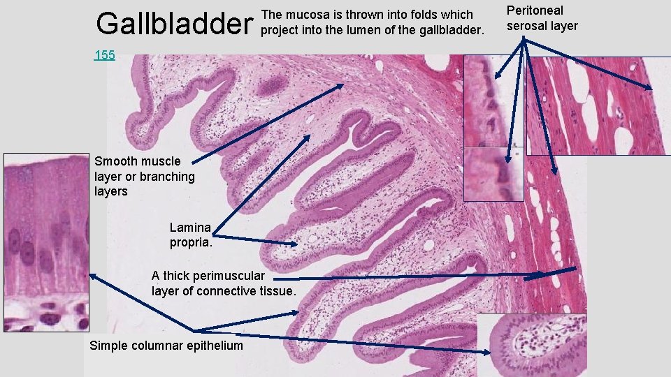 Medical School Histology Basics Liver gallbladder salivary glands