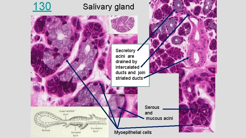 Medical School Histology Basics Liver gallbladder salivary glands
