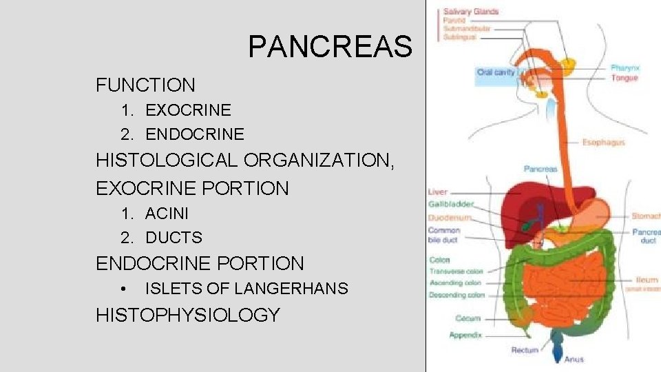Medical School Histology Basics Liver gallbladder salivary glands