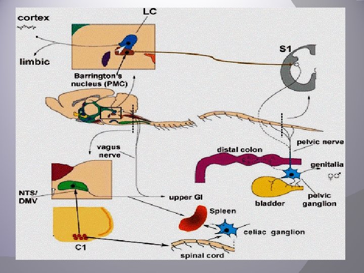 8 CENTRAL REGULATION OF VISCERA PNS MODULE Prof