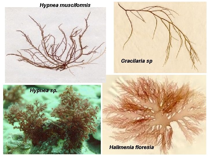 IDENTIFICACION DE ALGAS MARINAS DEL CARIBE ANABELLA ZULUAGAMONTERO