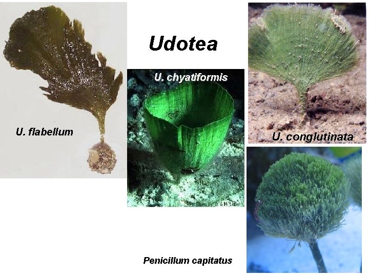 IDENTIFICACION DE ALGAS MARINAS DEL CARIBE ANABELLA ZULUAGAMONTERO