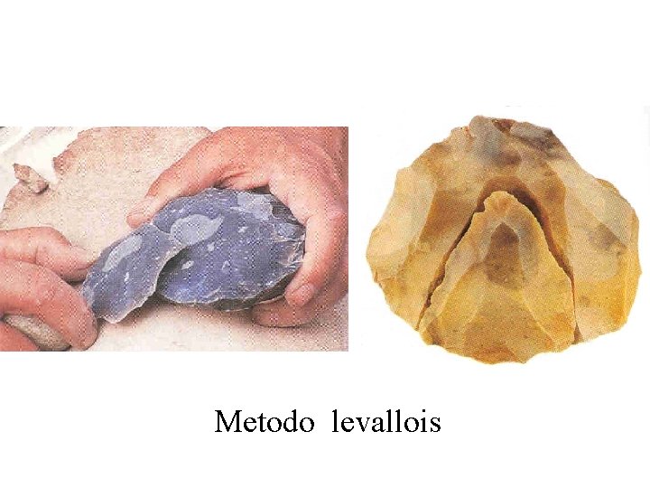 Homo neanderthalensis e Homo sapiens Storia di una