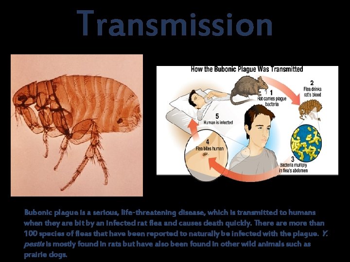 Yersinia pestis By Andrea Robertson Septicemic Plague Pneumonic