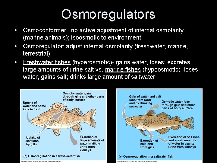 Lecture Date Chapter 44 Regulating the Internal Environment