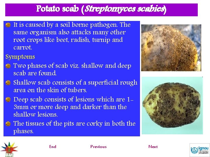 Bacterial wilt scab and soft rot of potato