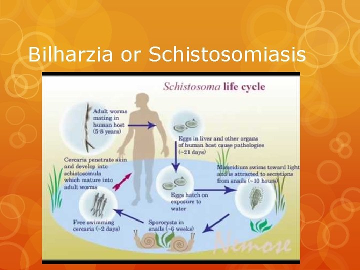 Water Related diseases OBJECTIVE To study the types