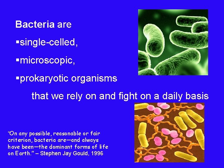 BACTERIA An Overview Staphlococcus aureus and human white