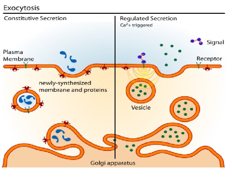 Cell Boundaries Cell Membrane n n n All