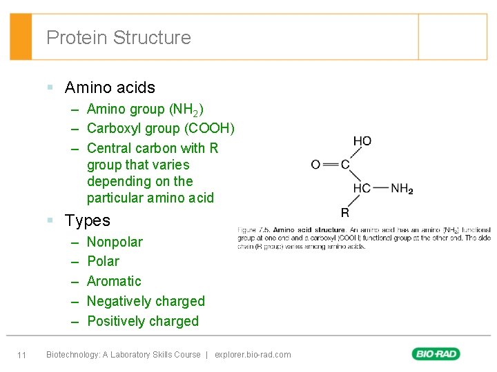 Protein Structure and Analysis Chapter 7 Background Protein