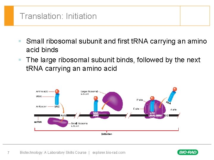 Protein Structure and Analysis Chapter 7 Background Protein